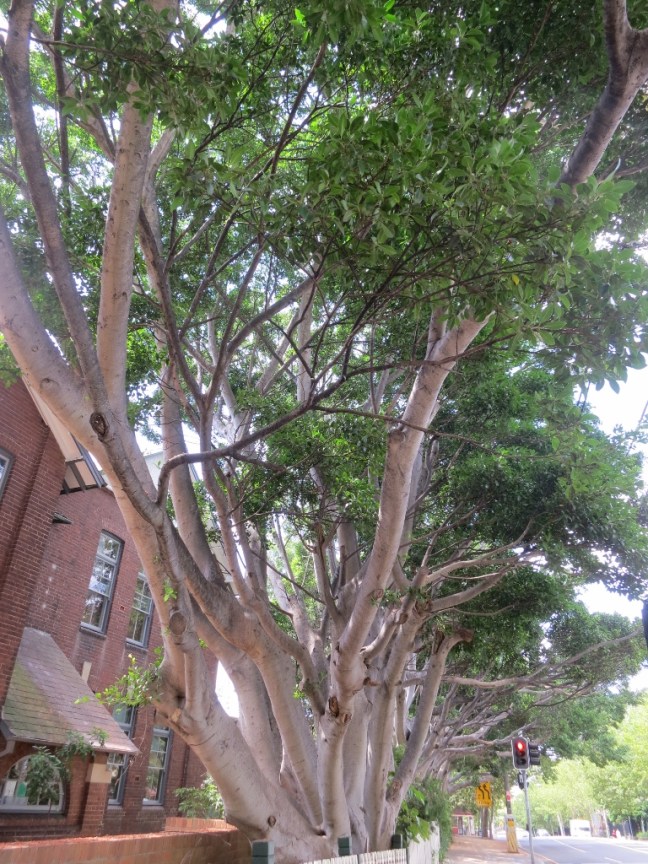 Plant : Ficus microcarpa and Ficus macrophylla – Patrick Siu Chinese ...