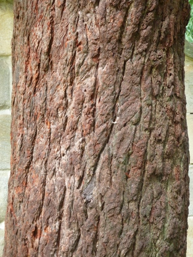 Plant : Eucalyptus robusta (Swamp Mahogany or Swamp Messmate) – Patrick ...